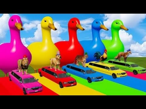 5 Dev Ördek Karikatür, Kaplan,  Aslan, Goril, Fil, Vahşi Hayvanların Çeşme Geçişini Boya Animasyonu