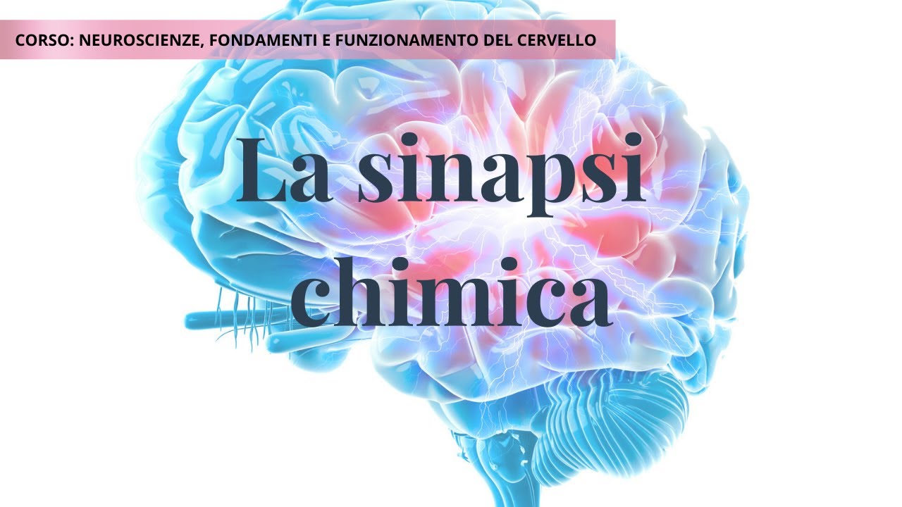 La sinapsi chimica: come comunicano i neuroni | Neuroscienze – Lezione ...