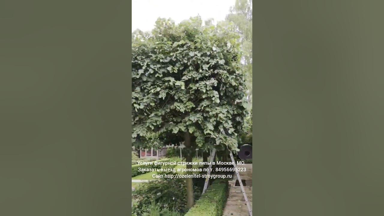 Услуги топиарной стрижки липы в Москве и МО. Заказать выезд агрономов ...