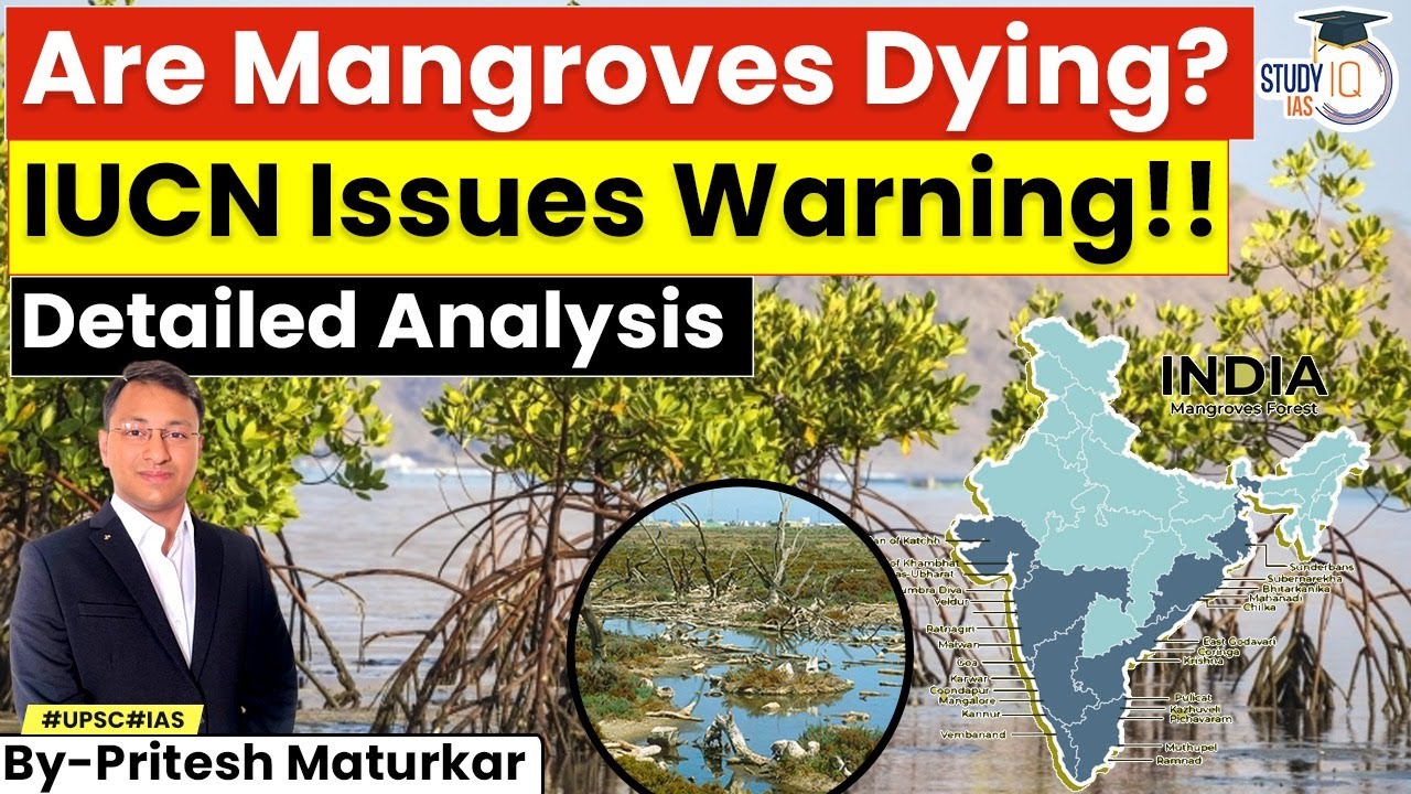 Mangroves Declared As Critically Endangered By IUCN | Geography in News ...