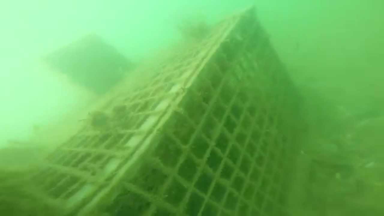 Mussel Spat Settlement Cage – 1 month - YouTube