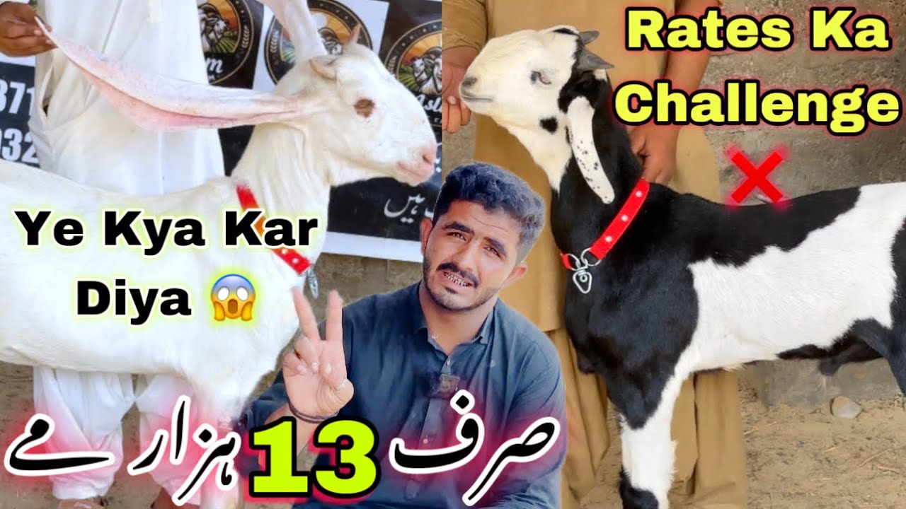 Sirf 13 Hazar Me Dumba Or Bakra Qurbani 2025 Ka 😍|| Aisa Moqa Bar Bar ...