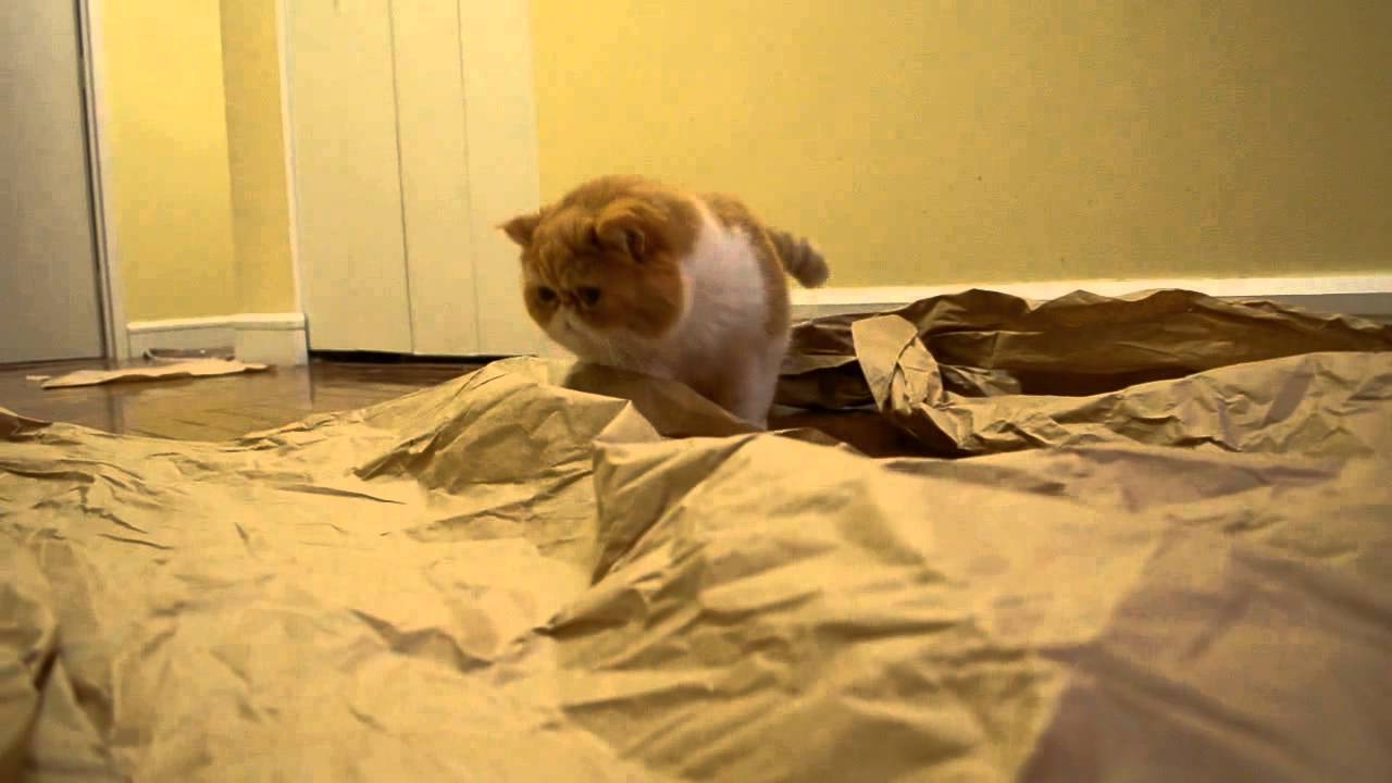 Extremely cute exotic shorthair cat loves his paper ball (Garfield cat ...