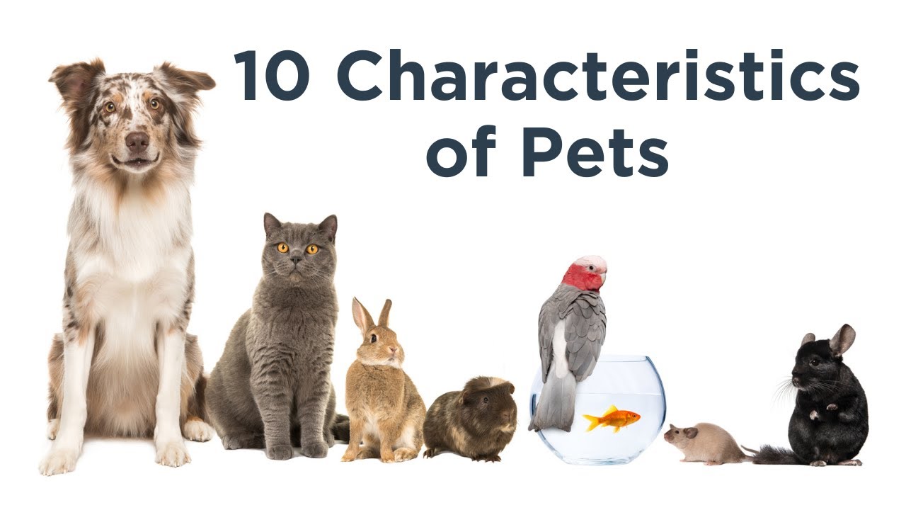 Unlocking the Secrets: 10 Characteristics of Pets - YouTube