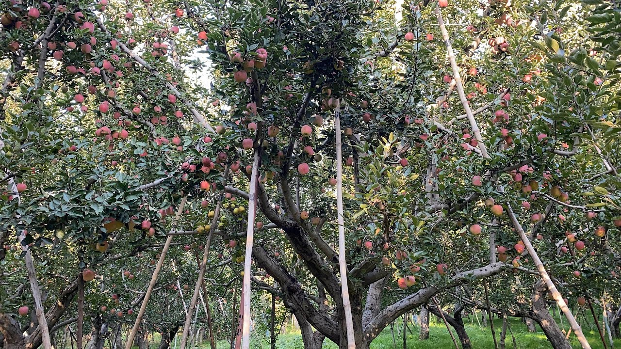Harvesting My Oldest Apple Orchard 😮 - YouTube