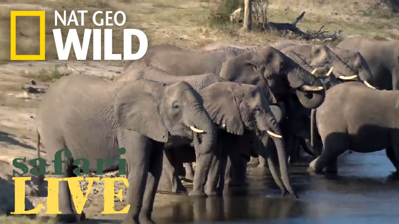 Safari Live - Day 165 | Nat Geo Wild - YouTube