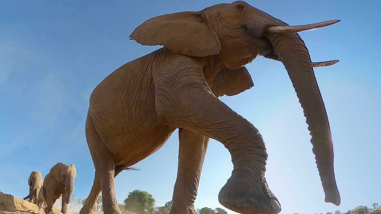 Elephant Steals Palm Nuts From Cheeky Baboons! - YouTube