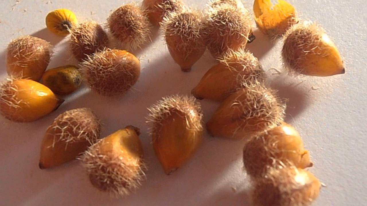 Semillas del árbol botella: Brachychiton populneus (www.riomoros.com ...