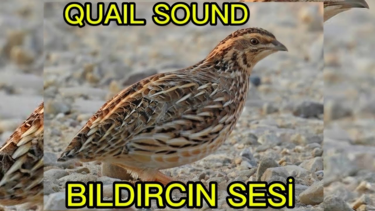 BILDIRCIN SESİ | QUAIL SOUND - YouTube