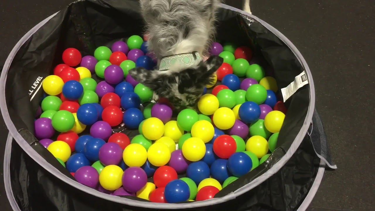 DOOG Pop Up Pool with Folding Instructions - YouTube