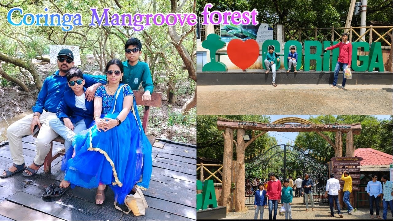 Coringa Mangroove forest🌲🌲//Coringa wildlife Sanctuary//kakinada - YouTube