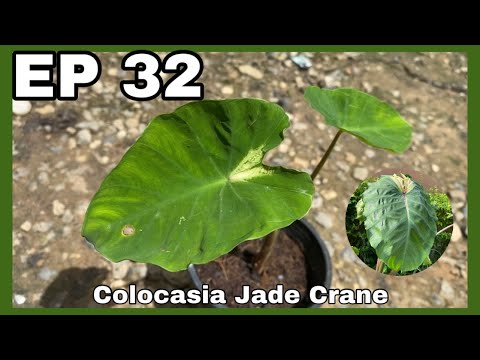 Colocasia Jade Crane | JPlan Garden