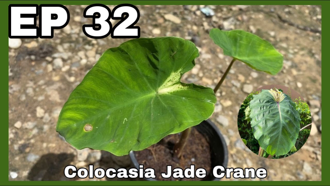 Colocasia Jade Crane | JPlan Garden - YouTube
