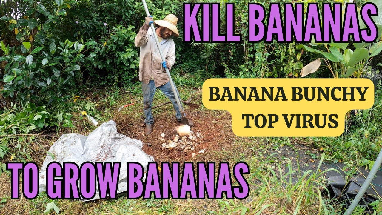 KILL THEM! BANANA BUNCHY TOP VIRUS! - YouTube