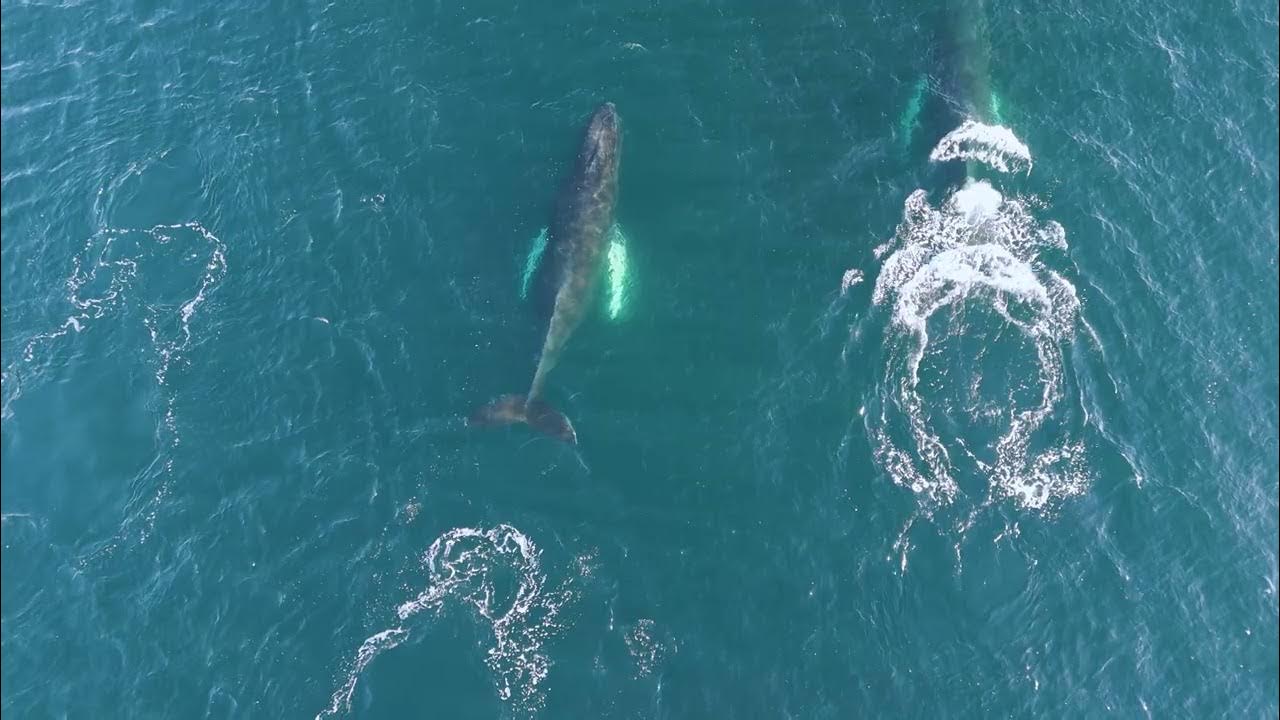 driving we see water spouts FLY DRONE great SHOTS of 3 whales in route ...