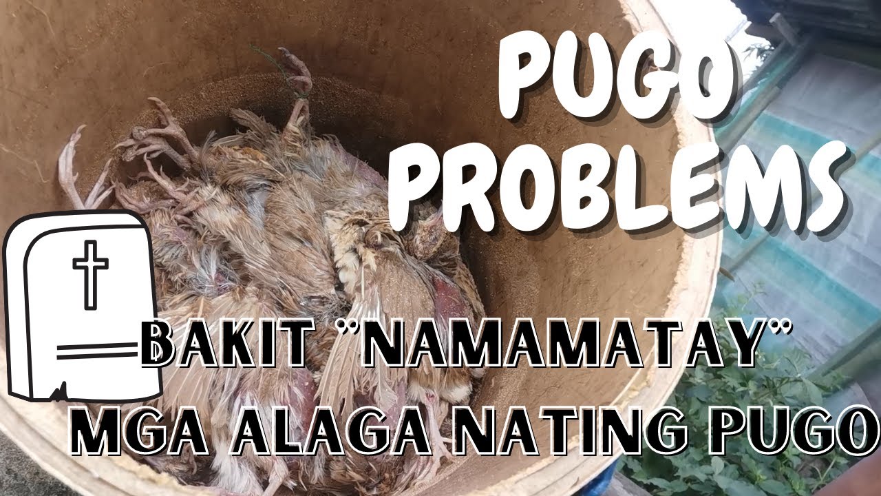 PUGO PROBLEMS - Mga Posibleng Dahilan ng PAGKAMATAY ng mga alaga nating ...