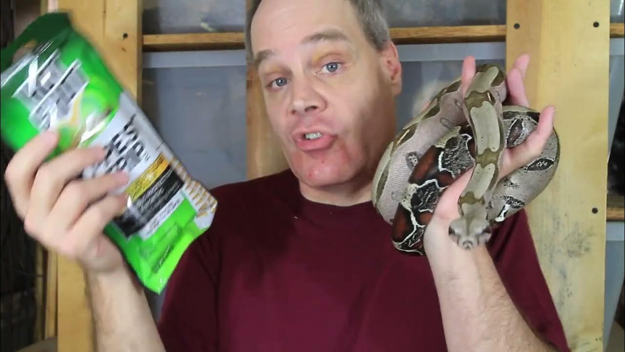 BUGS in your Snake Room! - YouTube