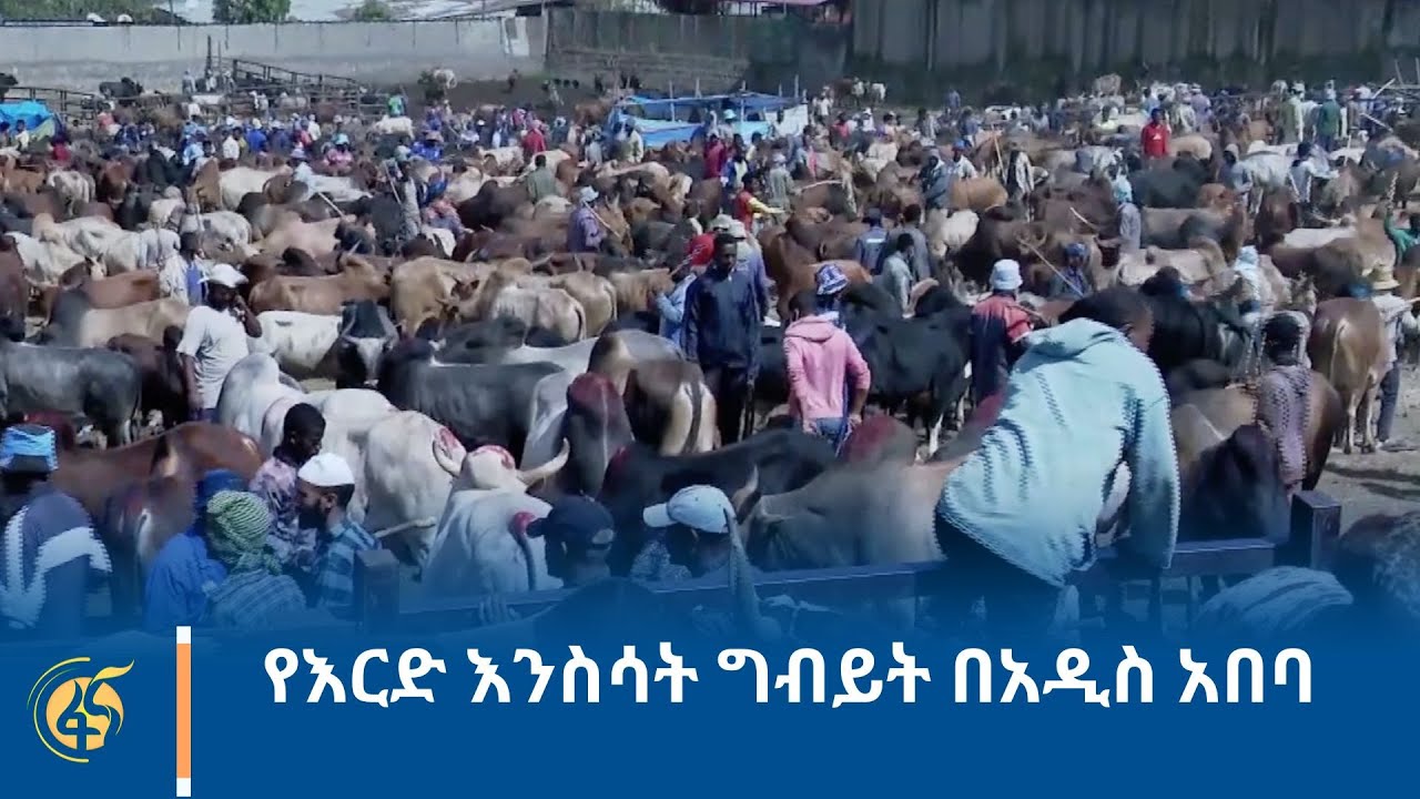 የእርድ እንስሳት ግብይት በአዲስ አበባ Youtube