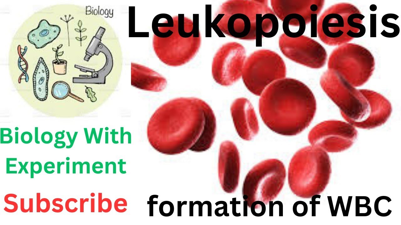 Leukopoiesis | Granulopoiesis | Lymphopoiesis | WBC | Formation of ...