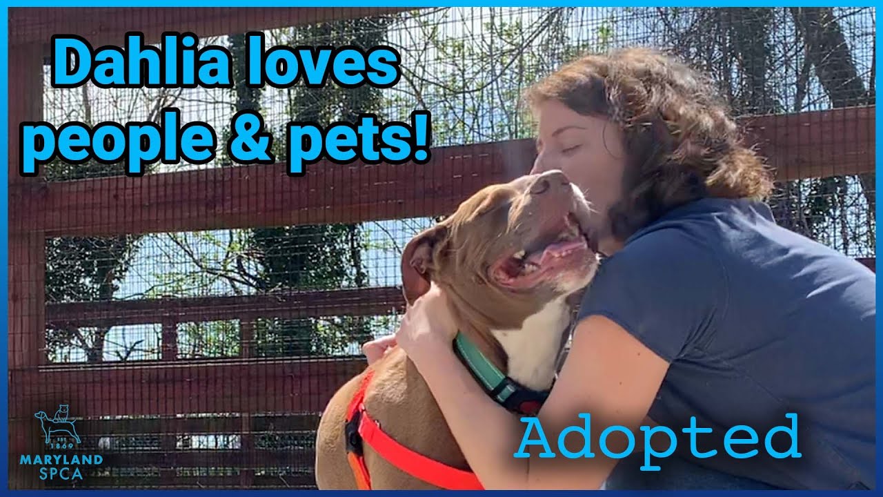 Dahlia, the Dog who Loves Everyone! - YouTube