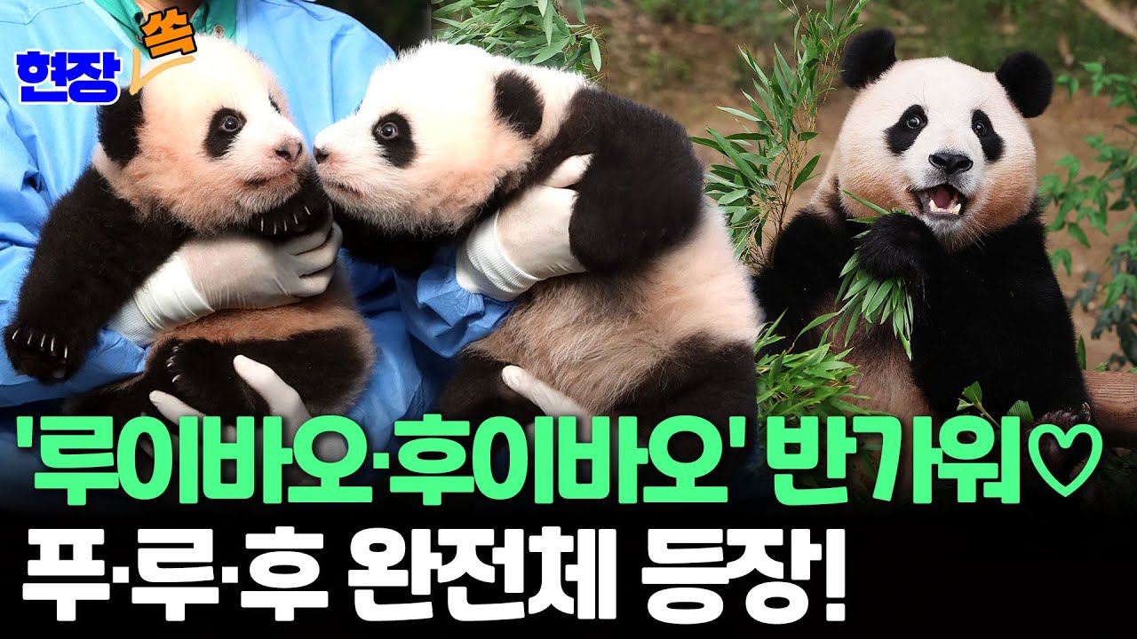 현장쏙 루이바오·후이바오 국내 첫 쌍둥이 판다 이름 결정 아이·러·푸·루·후 사랑스런 바오가족들 연합뉴스tv Yonhapnewstv Youtube