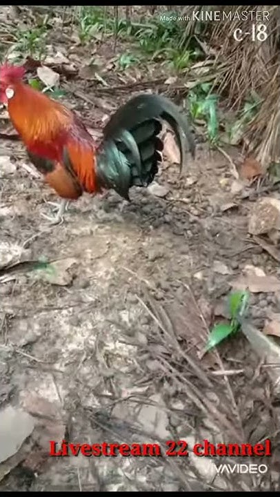 Pikat ayam hutan c18 #2 - YouTube