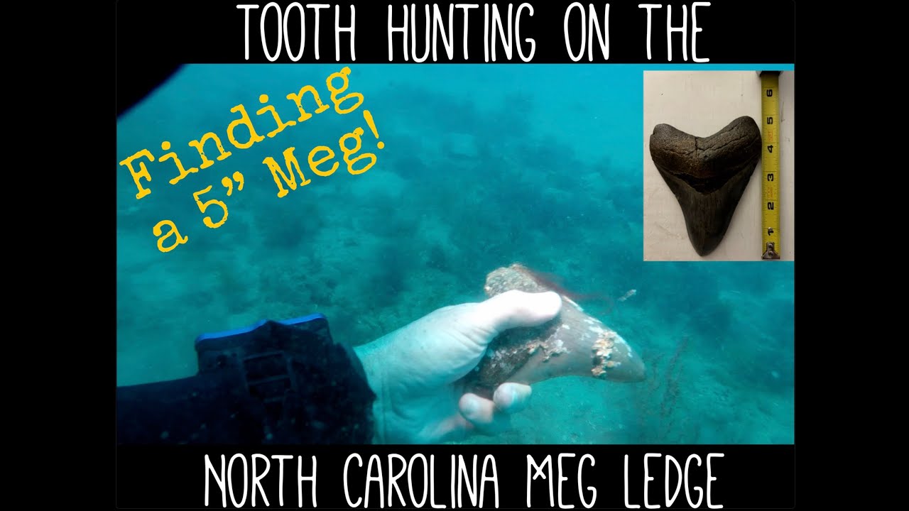 Diving the Meg Ledge for the first time - Shark Tooth Diving in North ...