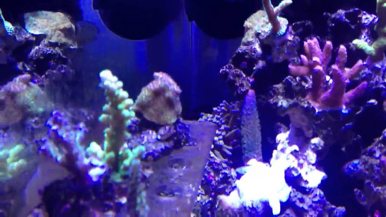 15 gallon sps nano reef peninsula - YouTube