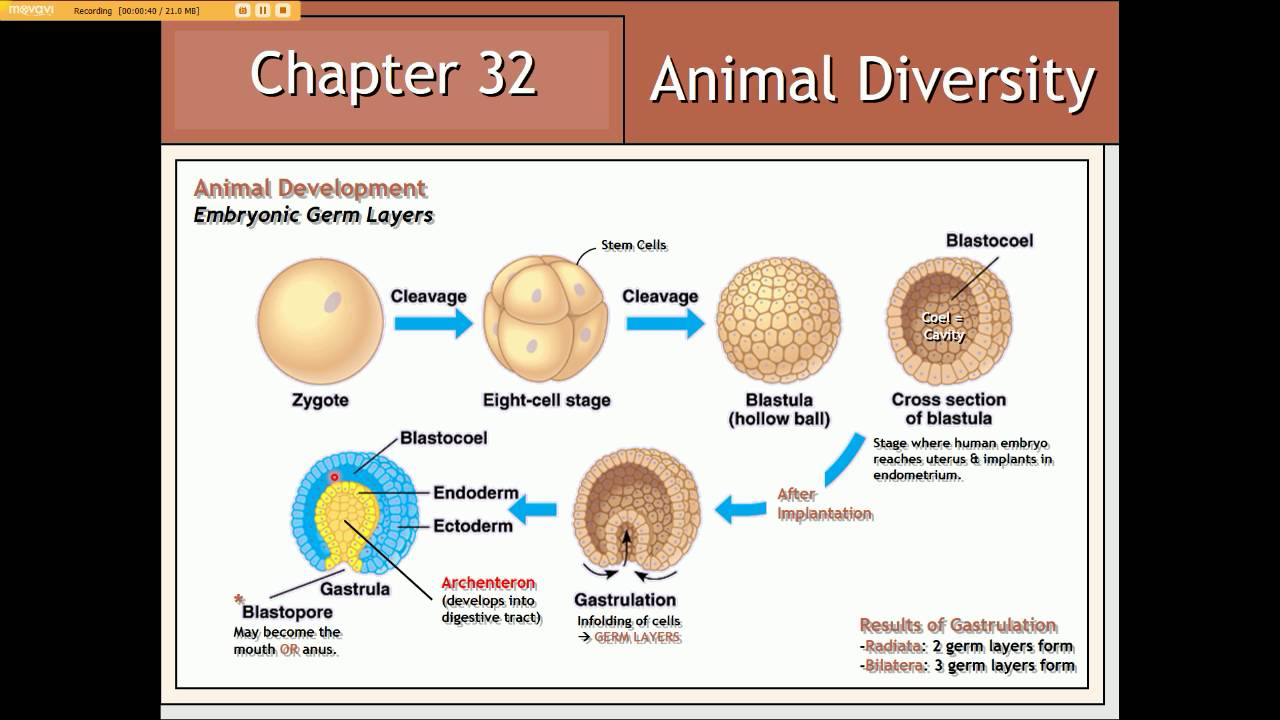Animal Evolution - YouTube