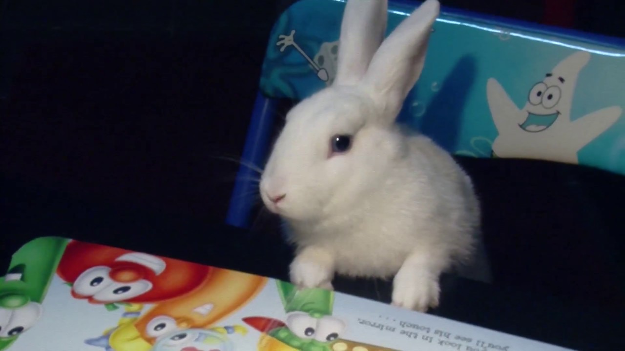 Read Good Books (Starring Ronnie the bunny.) - YouTube