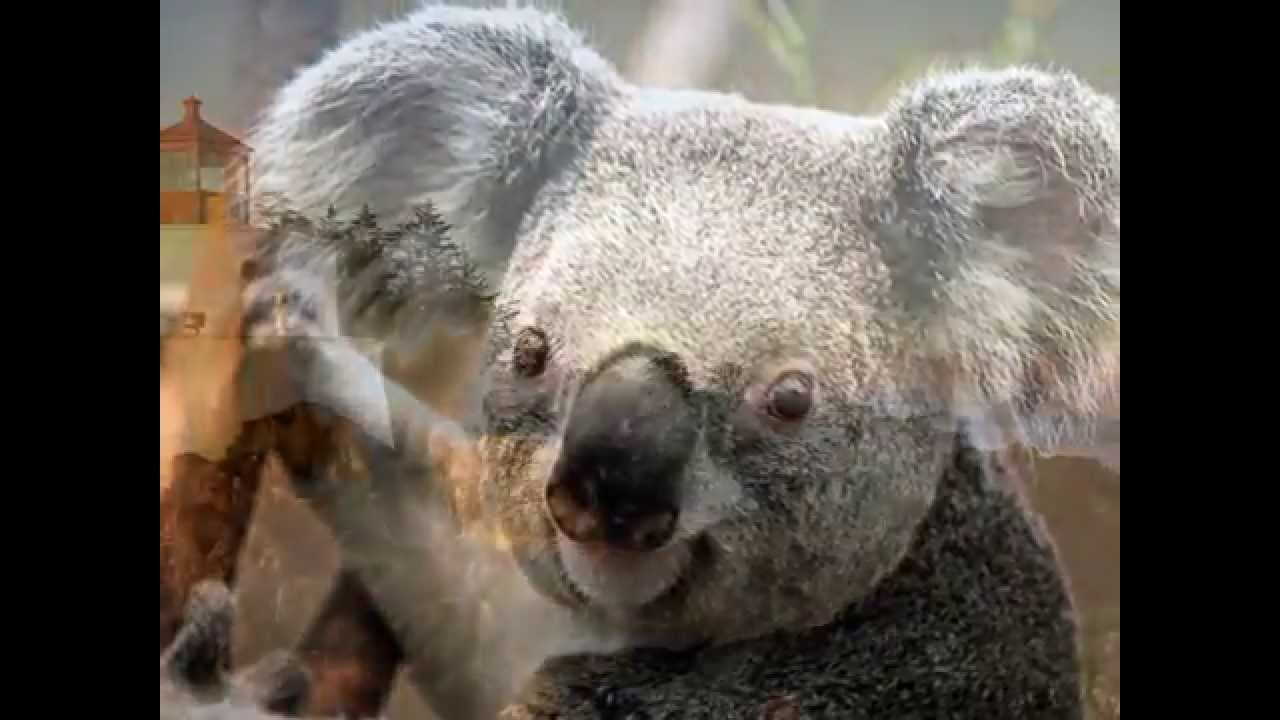 qki snimki :D - YouTube