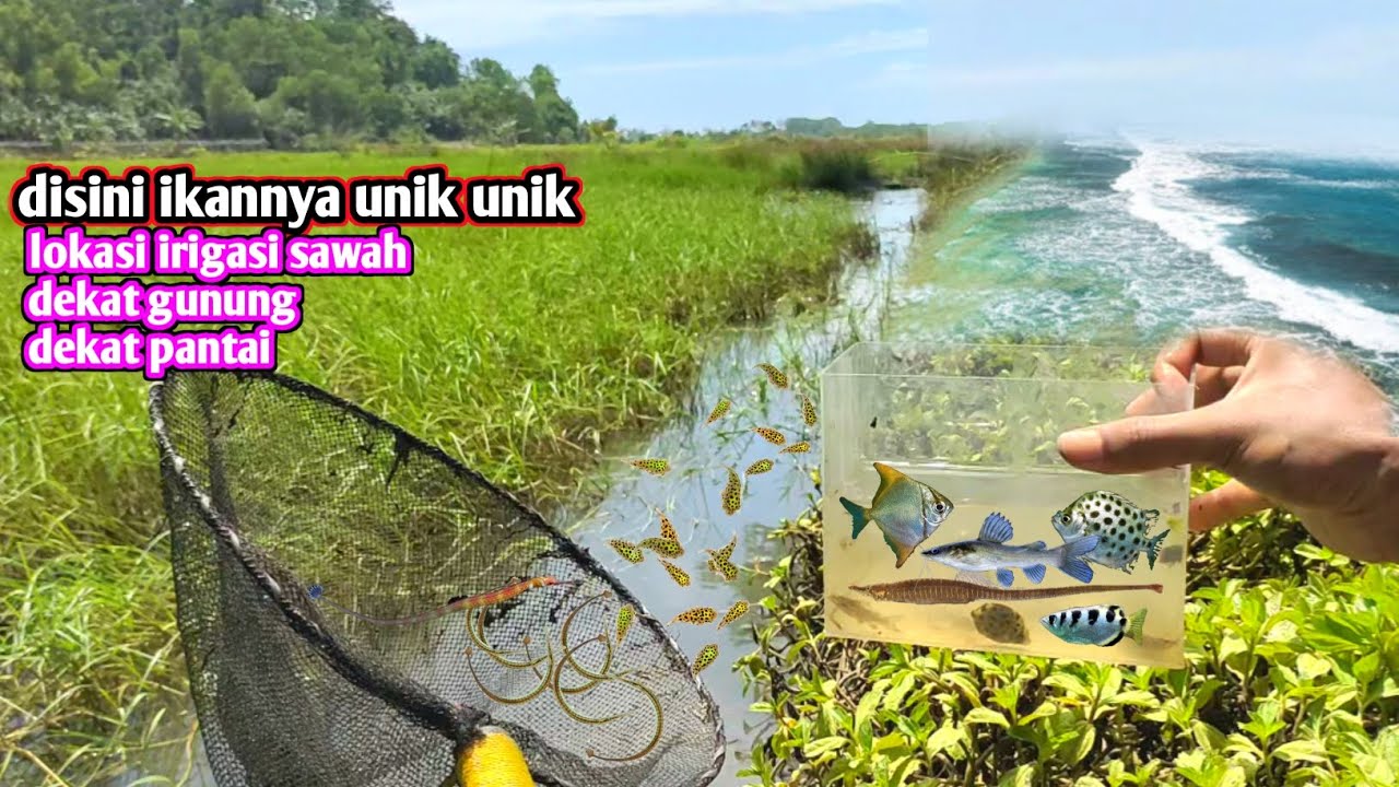 MENCARI IKAN DI TEMPAT BARU .. IKANNYA UNIK COCOK UNTUK AQUARIUM - YouTube