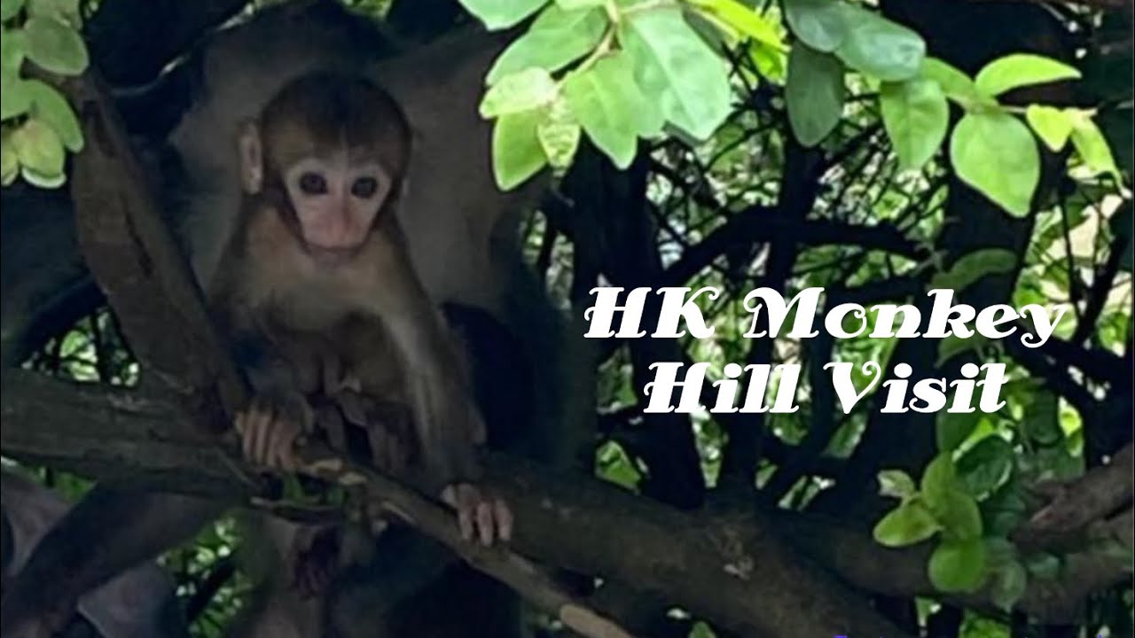 HK Monkey Hill Visit | Cute monkeys 🐵 | The Nature Beauty - YouTube
