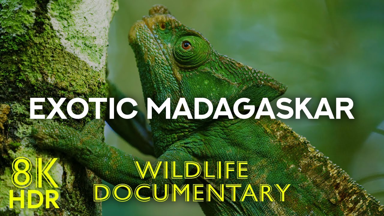 Exotic Animals of MADAGASCAR - Lemurs & Colorful Chameleons - Wildlife ...
