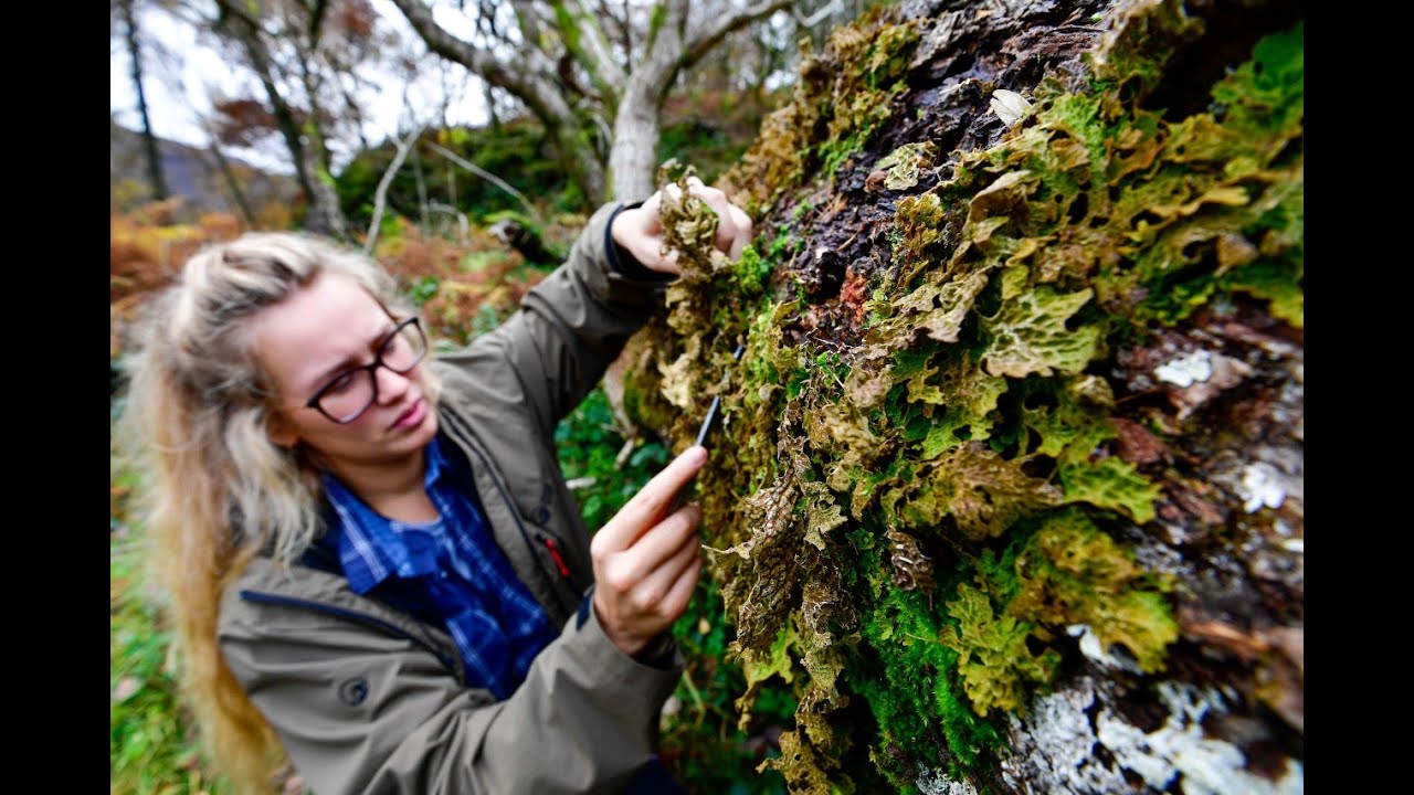 Protecting one of the UK’s rarest and oldest lichens in the Lake ...