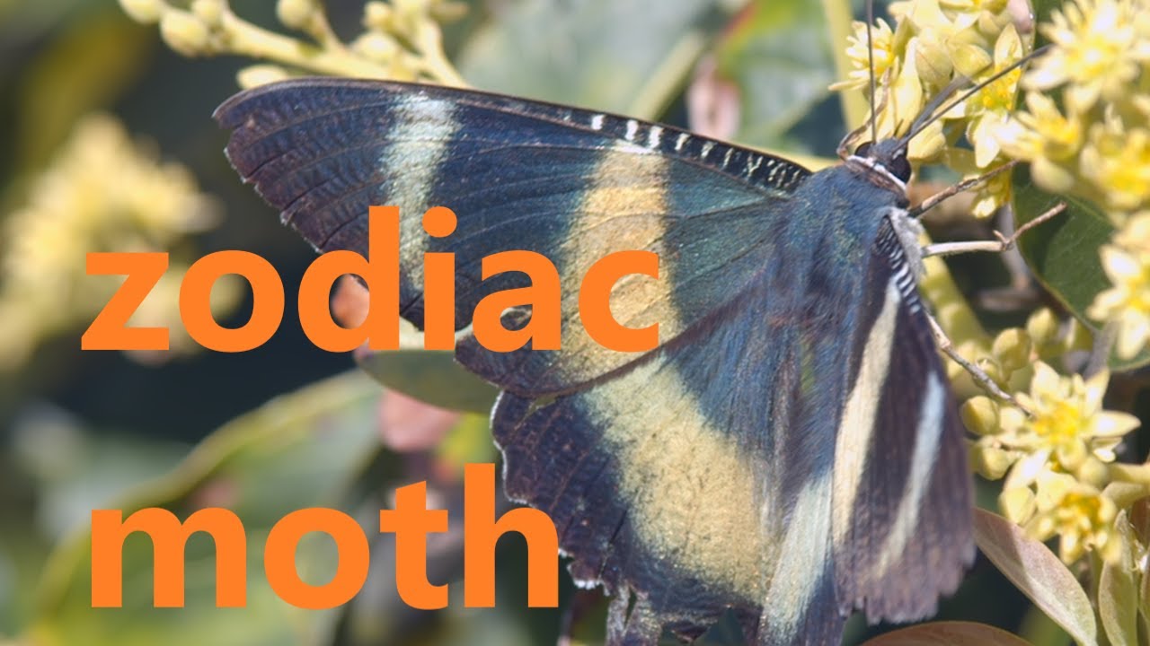 zodiac moth - a tropical rainforest moth - YouTube