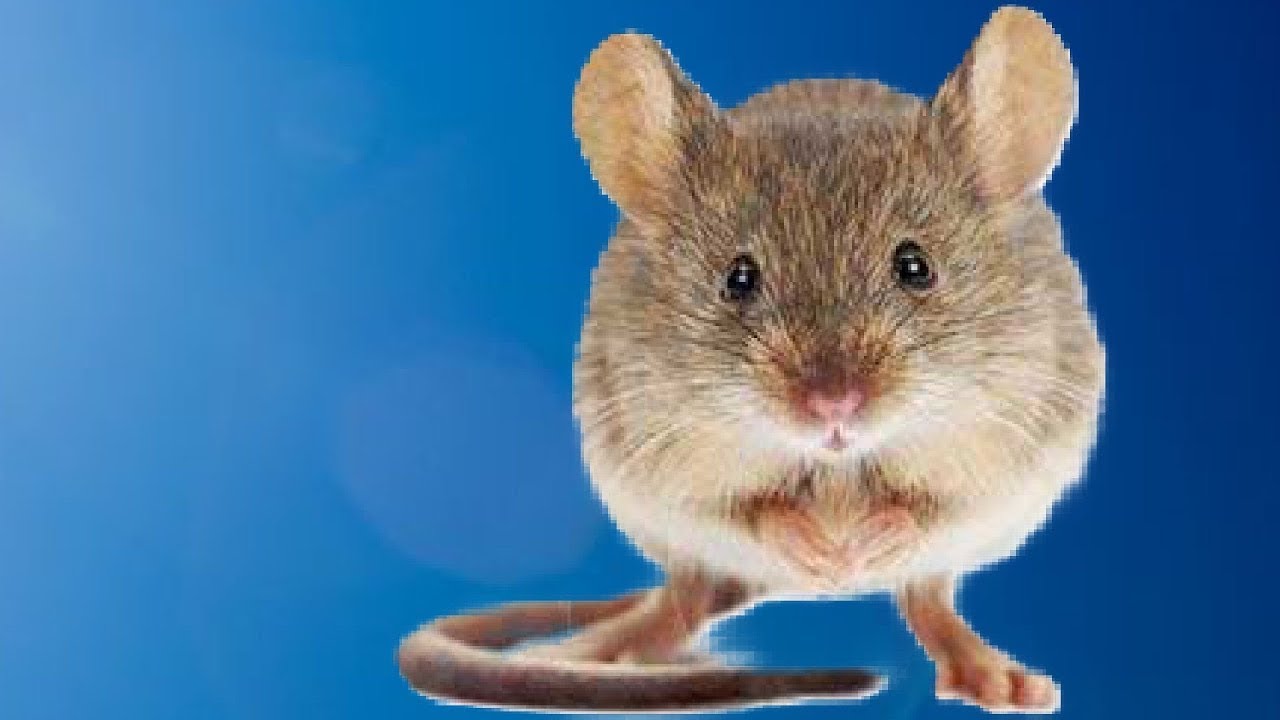 BARULHO de RATO, SOM de RATO - YouTube