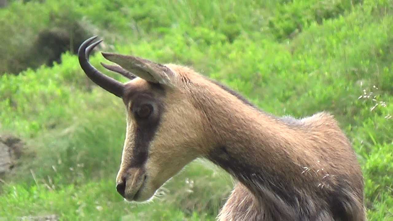 Wildlife in Tatra mountains - YouTube