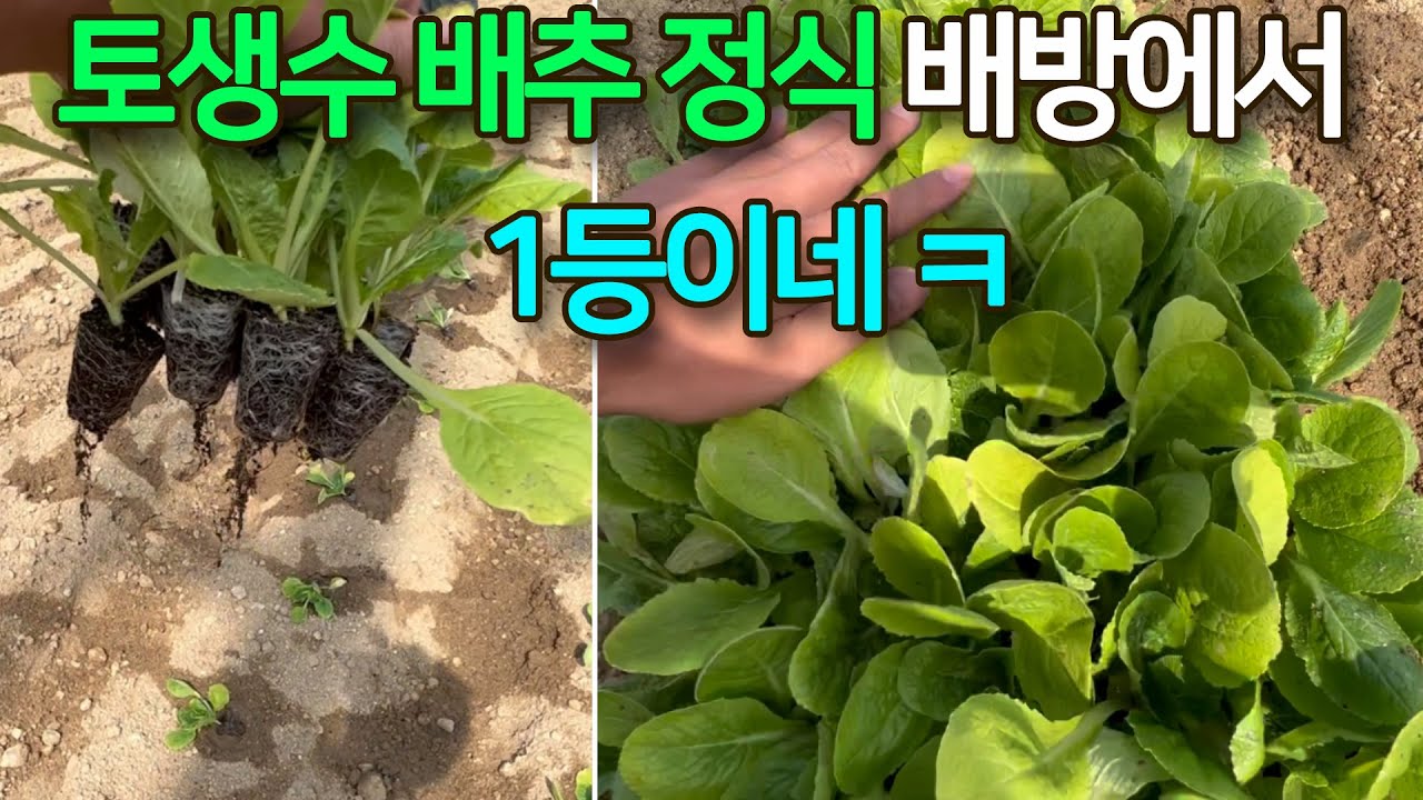 토생수 배추정식 육묘 때부터 잘 살포해 주셔서 뿌리 발근 최고 대공 굵기부터 잎까지 웃자람 없이 너무 잘 컸습니다 올해 오이