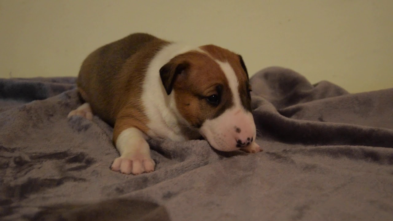 Mad Max - Bull Terrier Puppy for sale - YouTube
