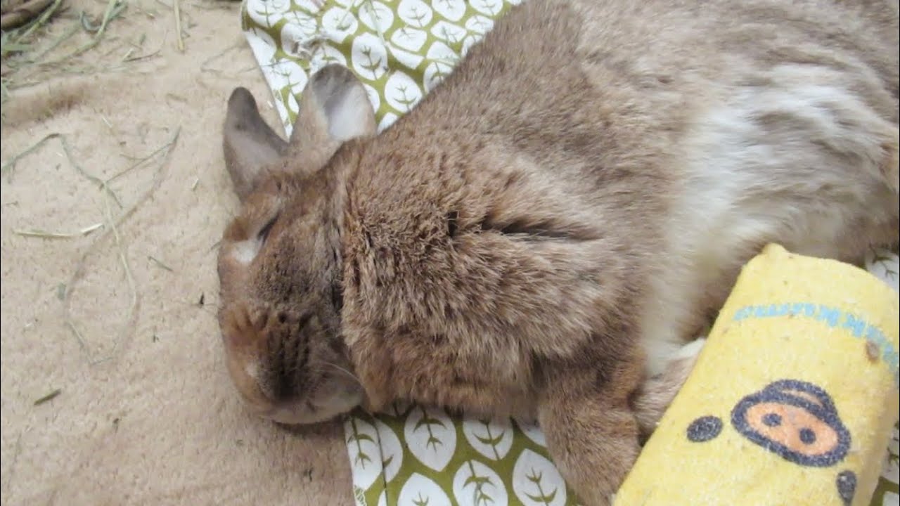 Free-roam House Rabbit Dreaming During Her Bunny Nap - YouTube