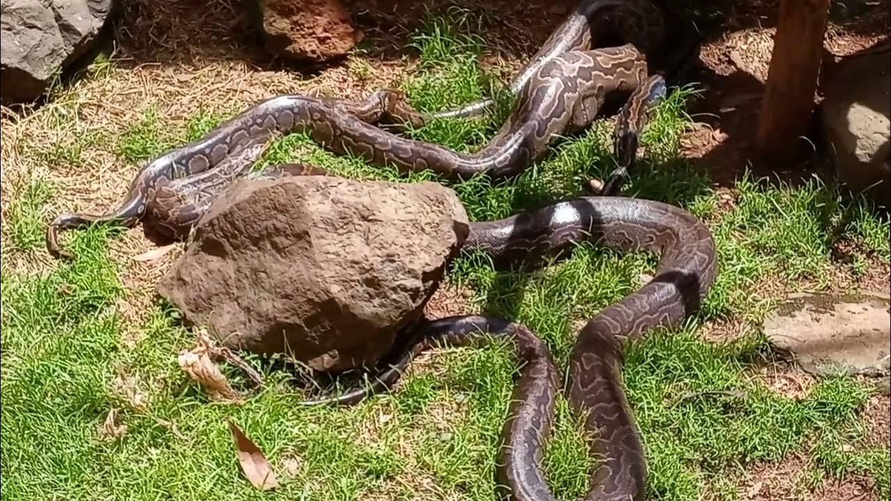 3 pythons eat white albinos rats and rabbit in Kenya - YouTube