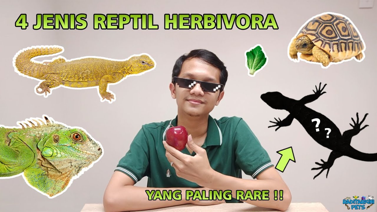 4 Jenis Reptile Pemakan Tumbuhan , Cocok Untuk yang "Ga Tegaan" | List ...