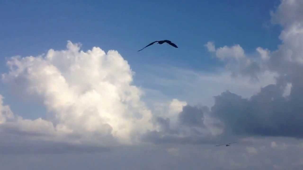 Aves planeando - YouTube