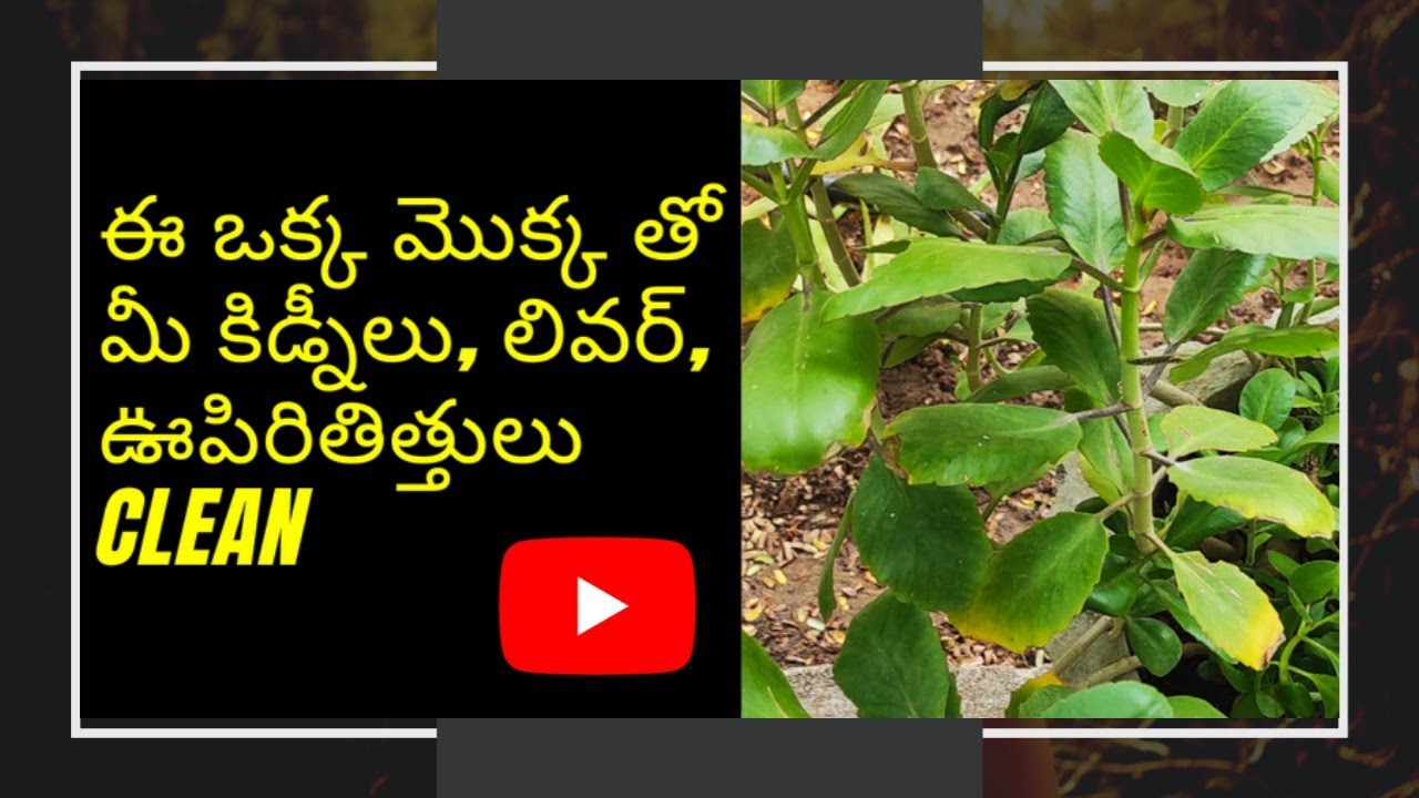 Ranapala plant benefits in Telugu - YouTube