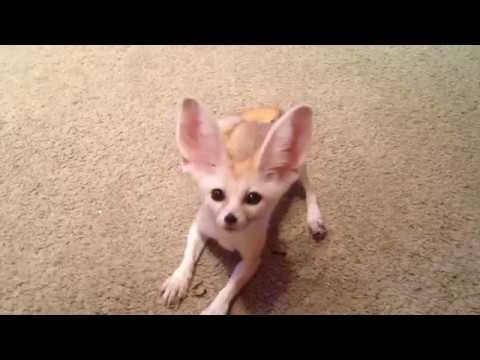 FENNEC FOX TRAINING 2 - YouTube