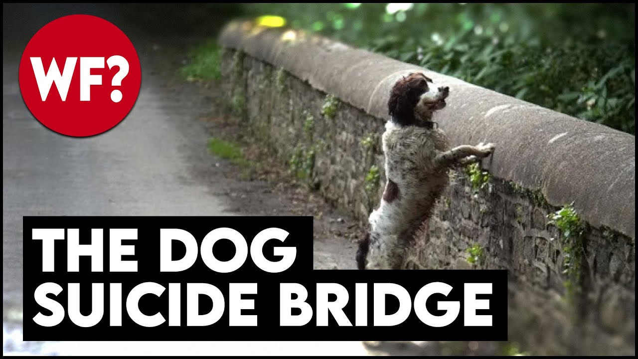The Dog Suicide Bridge | Why Have Hundreds of Dogs Jumped? - YouTube