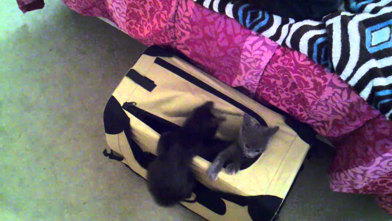 Kitty Prison - YouTube