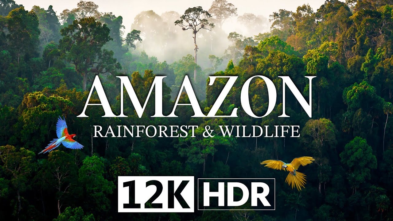 AMAZON : RAINFOREST & WILDLIFE in 12K HDR 240fps DOLBY VISION - YouTube