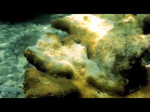 White Pox coral disease discovered - YouTube